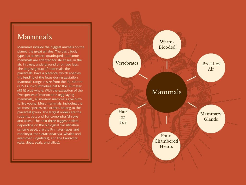 Free Online Bubble Map Maker: Design a Custom Bubble Map in Canva