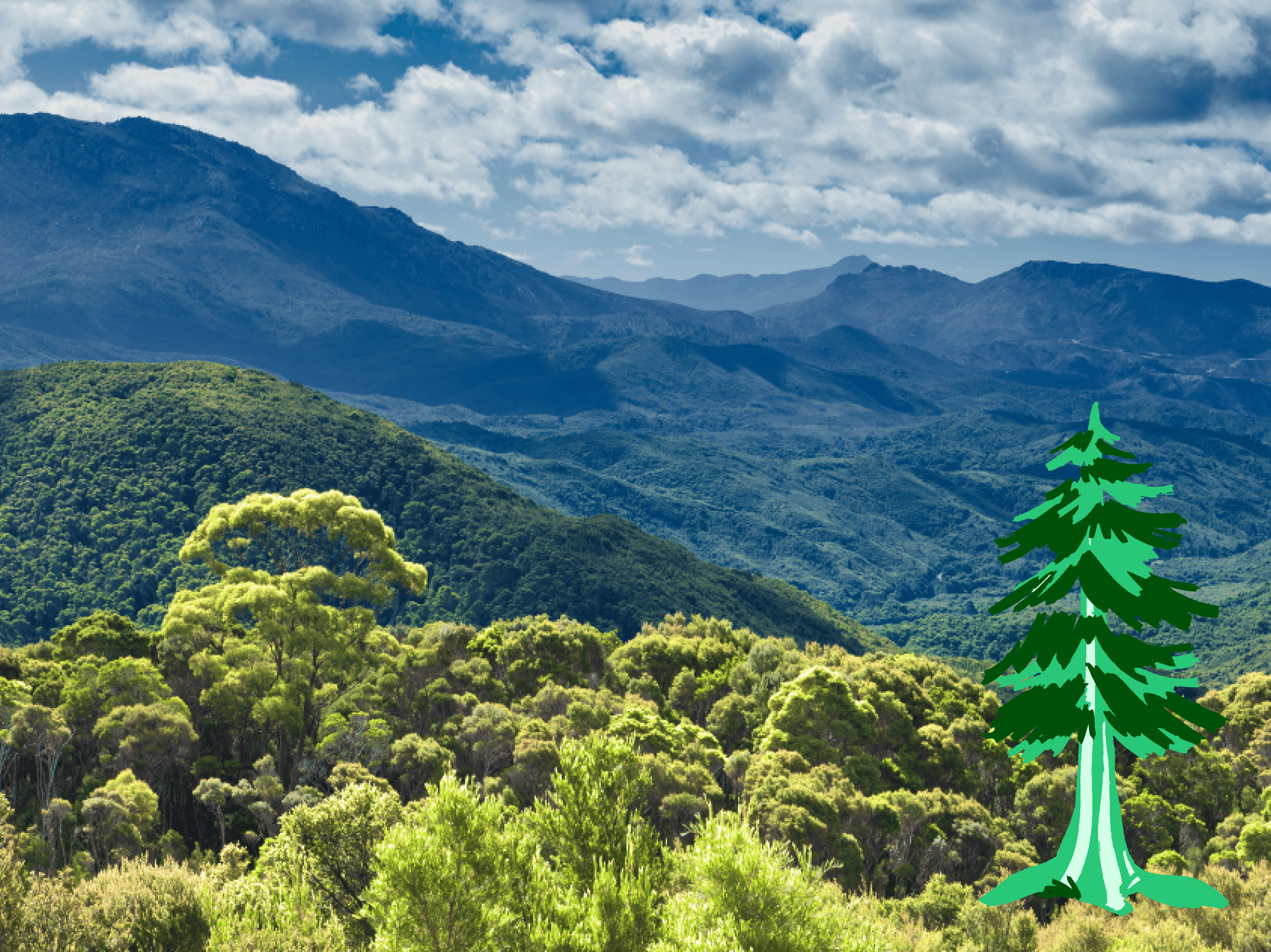 Canva’s sustainability practices and goals