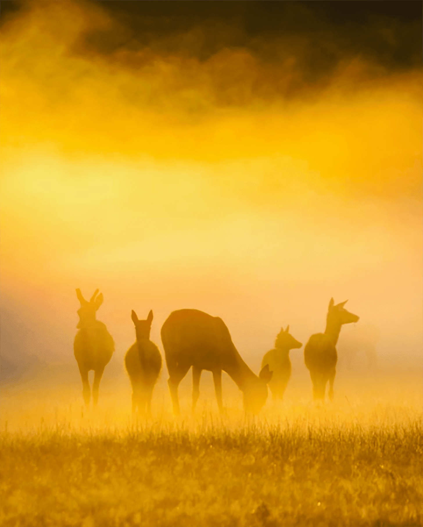 The beginner’s guide to natural light and how to use it to take great ...