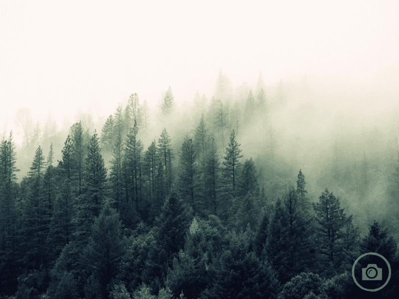 Hacer transparente una imagen - Crear imágenes transparentes | Canva