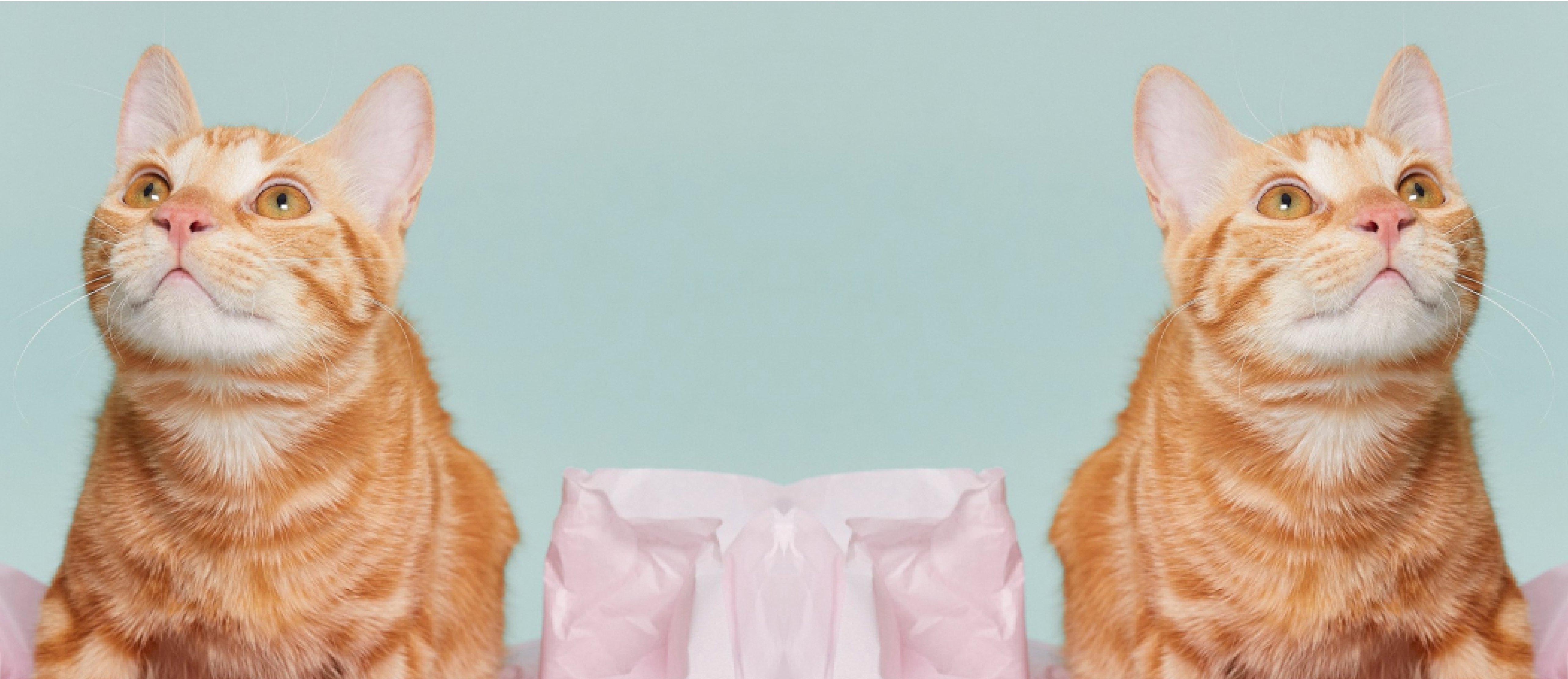 Mirror images online for free | Canva