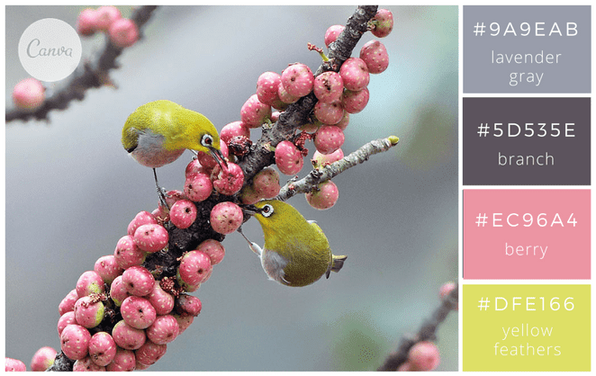 L'association de couleurs expliquée en 20 exemples | Canva