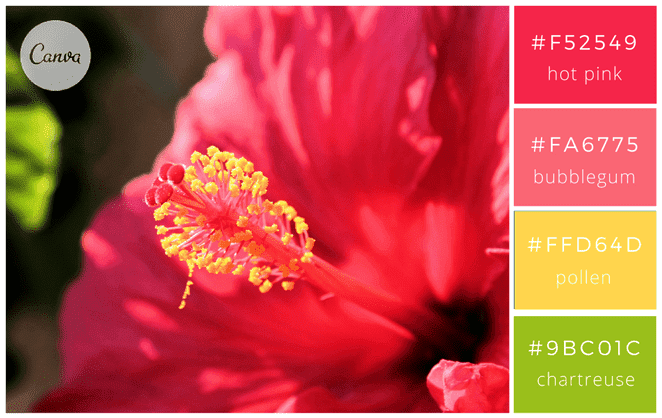 L'association de couleurs expliquée en 20 exemples | Canva