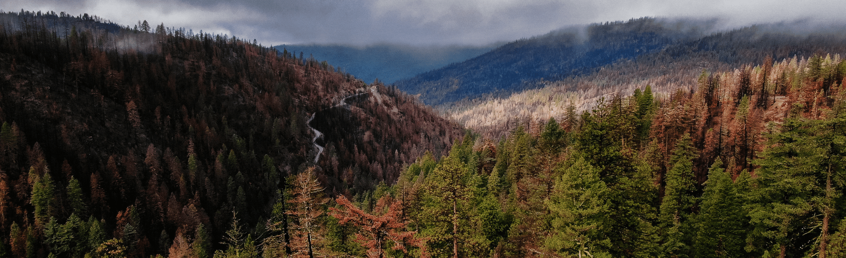 An Update On Our One Print, One Tree Program