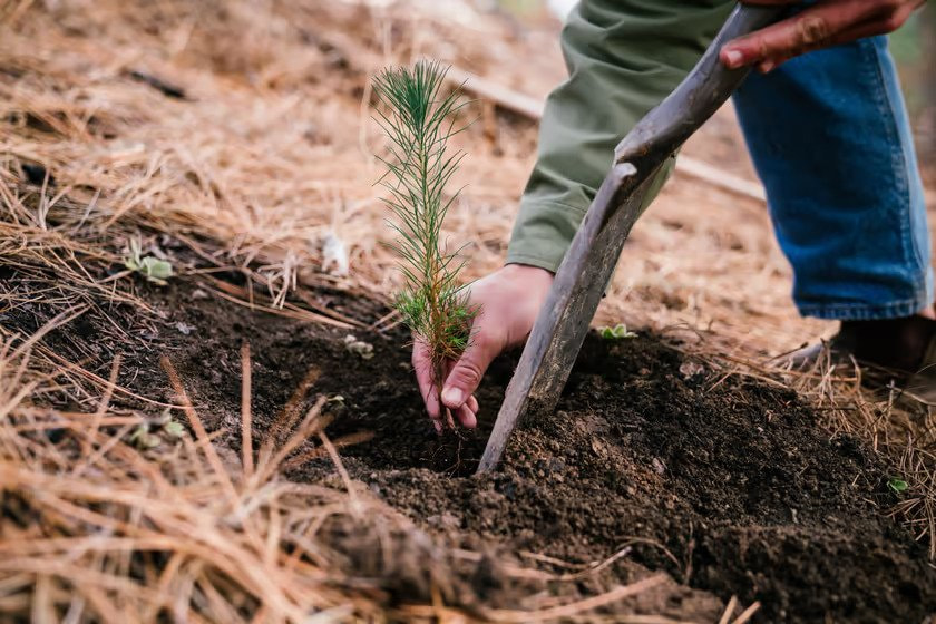 An Update On Our One Print, One Tree Program