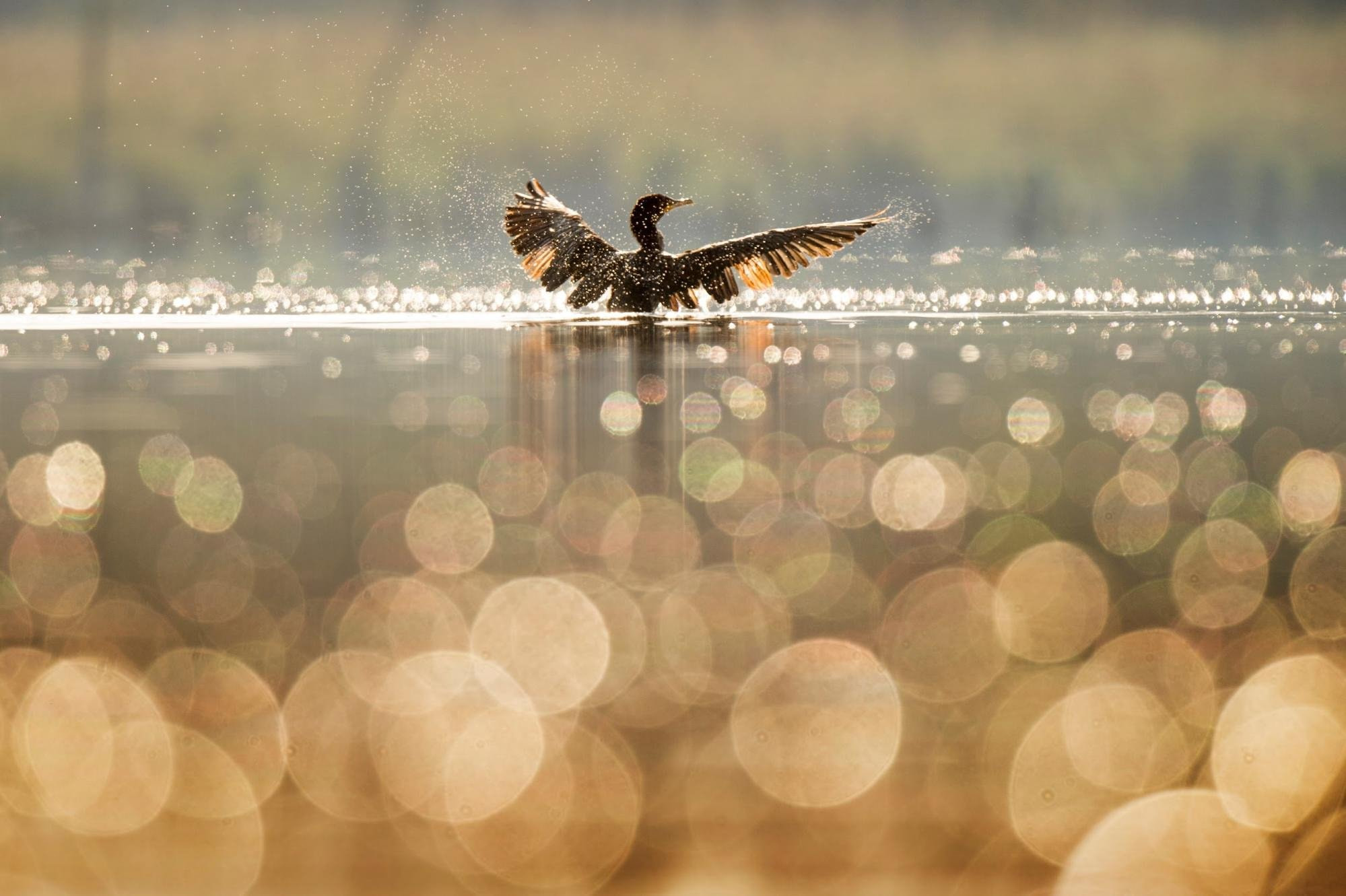7 ways to achieve a beautiful bokeh effect in your photos (with ...