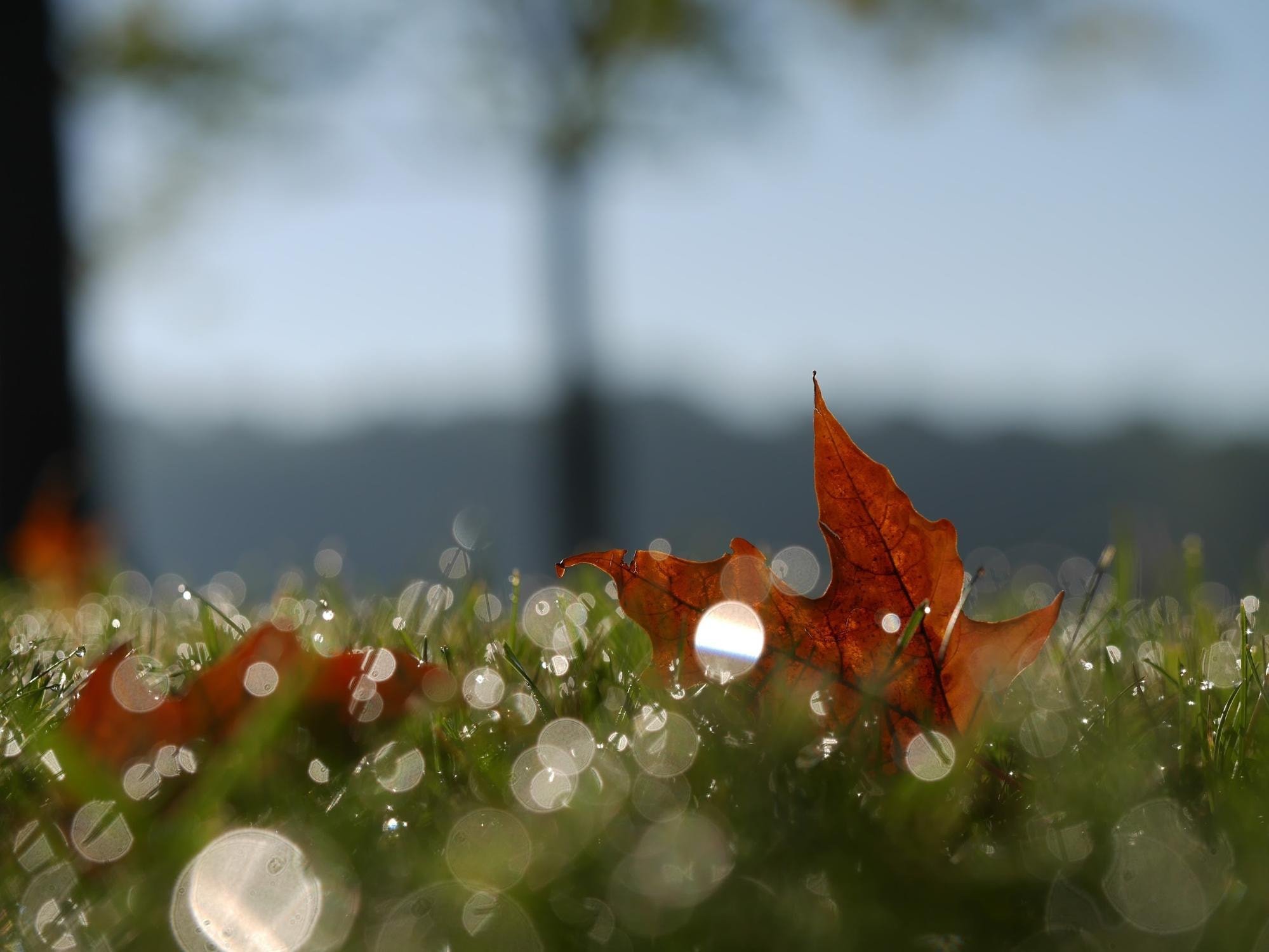 7 ways to achieve a beautiful bokeh effect in your photos (with stunning examples)