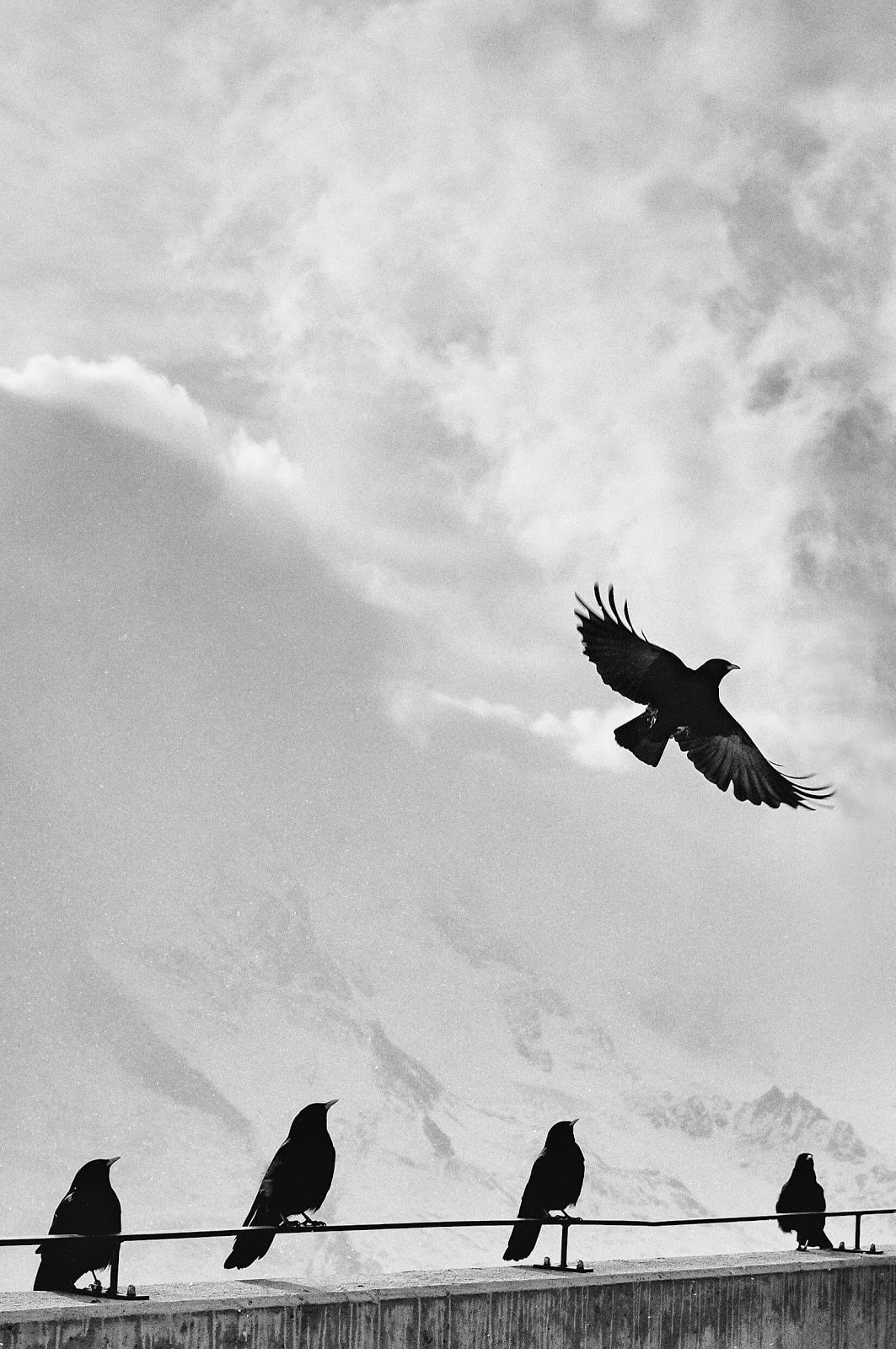 8 Bird Photography Tips for Stunning Avian Shots