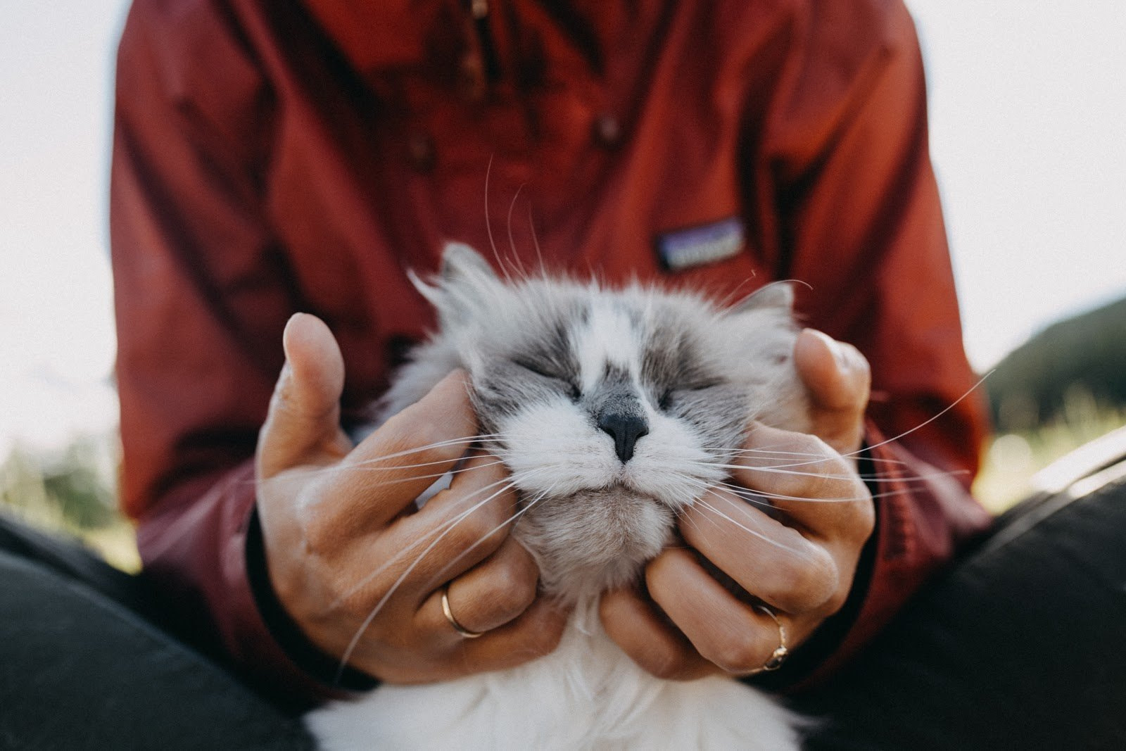19 creative ways to capture the purr-fect cat portrait