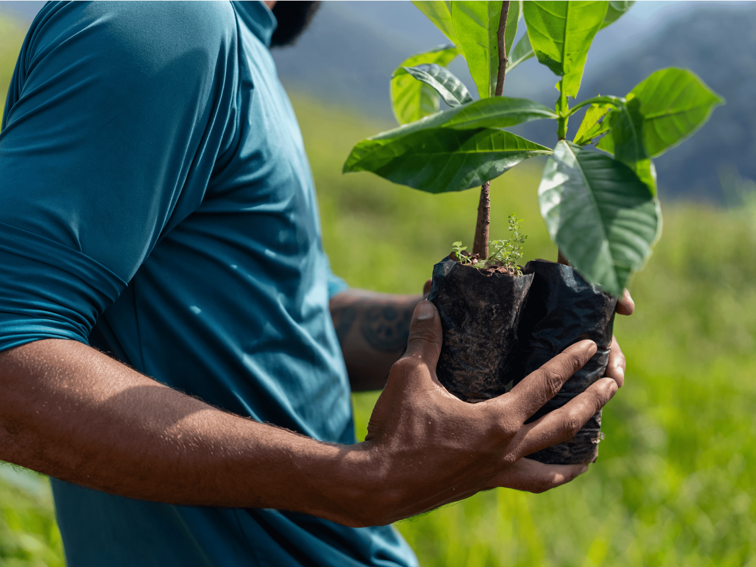 Canva's One Print, One Tree program