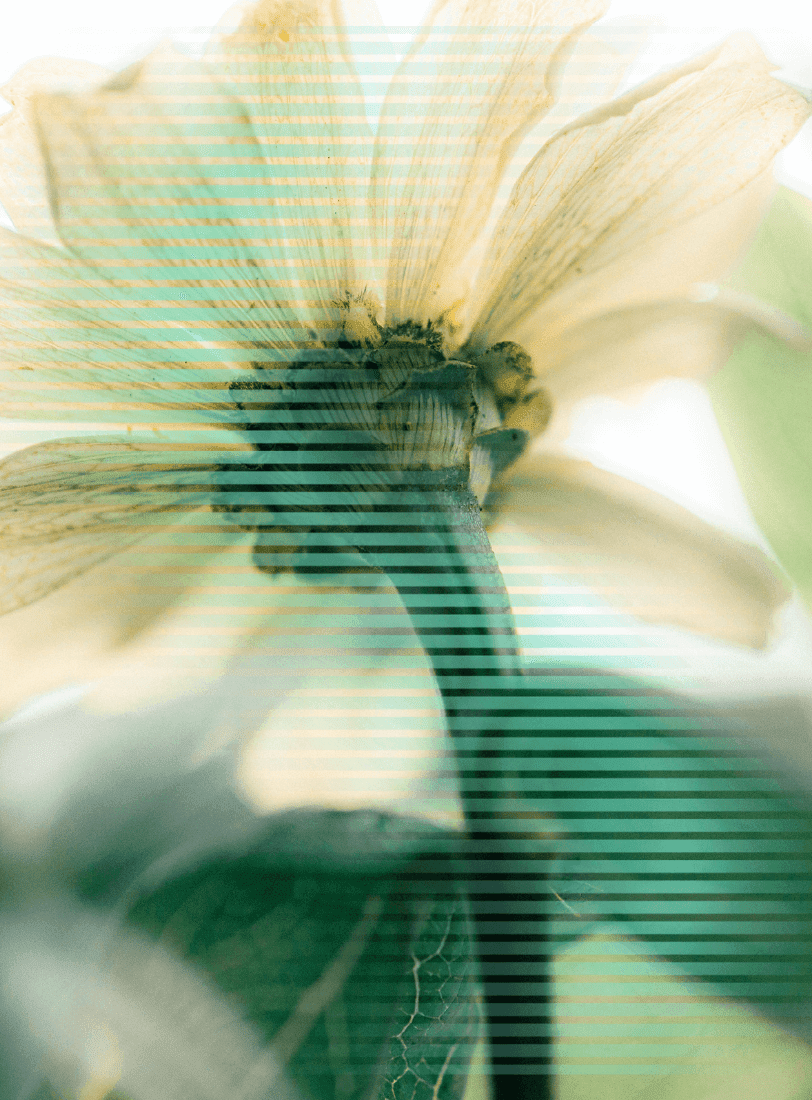 Canva Design Trends 2025