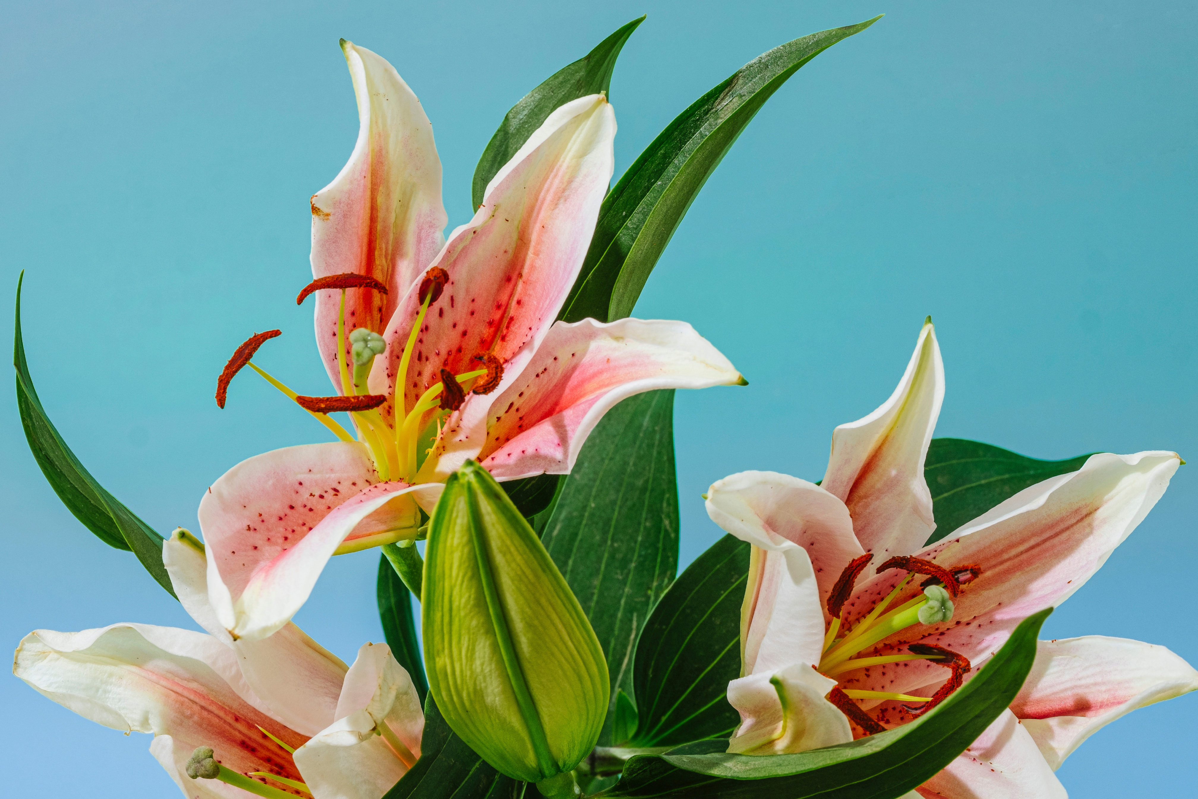 Upscaling: convertire immagini in alta risoluzione gratis | Canva