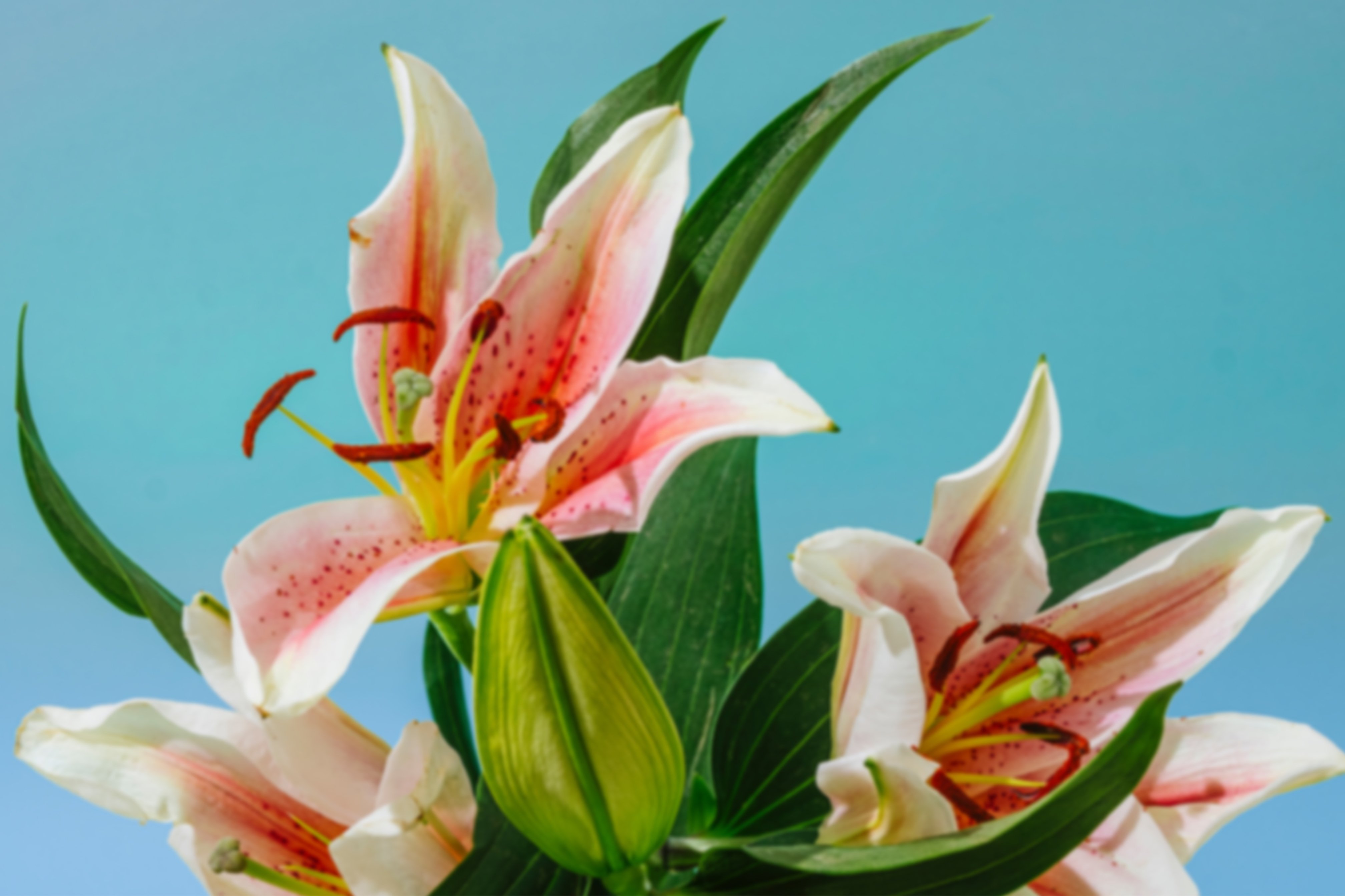 Augmenter la résolution d’une image en ligne gratuitement | Canva