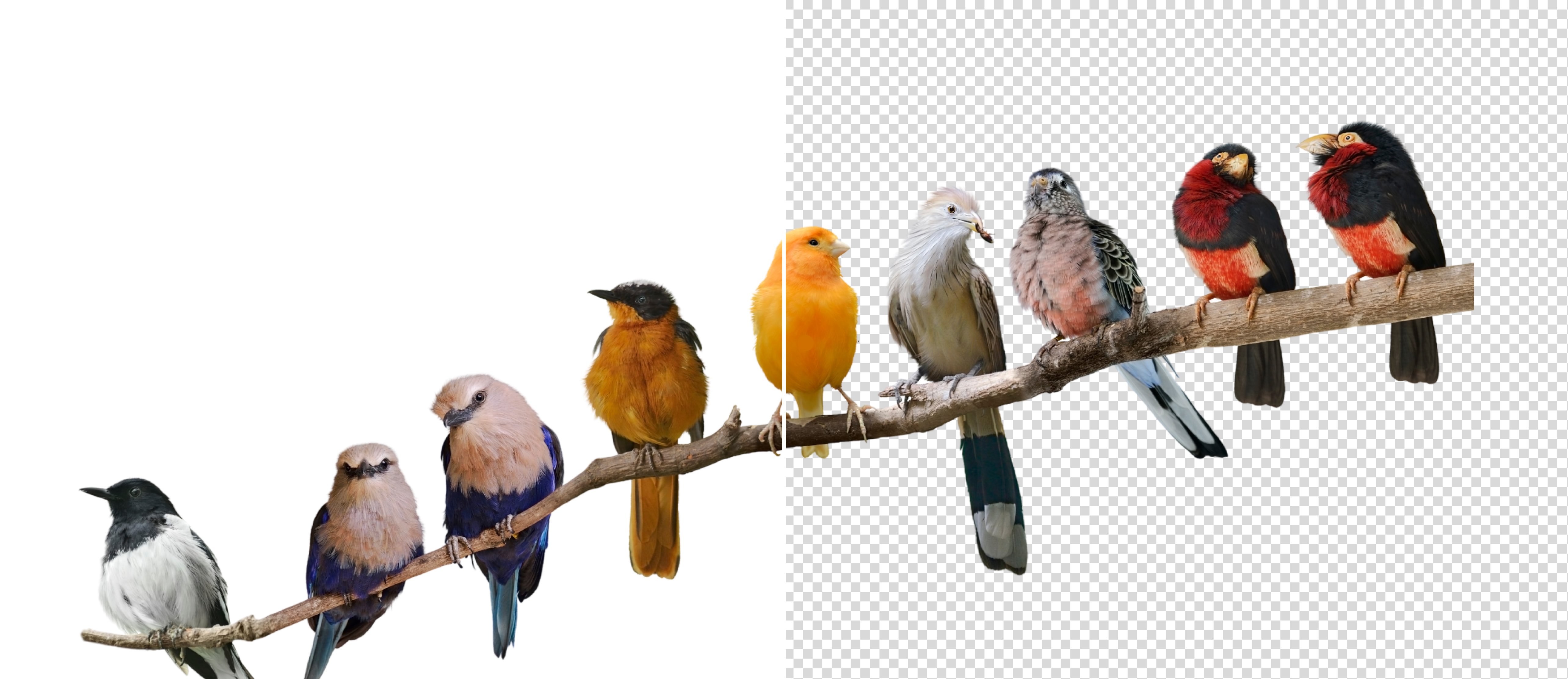 Remove White Background from Image | Canva