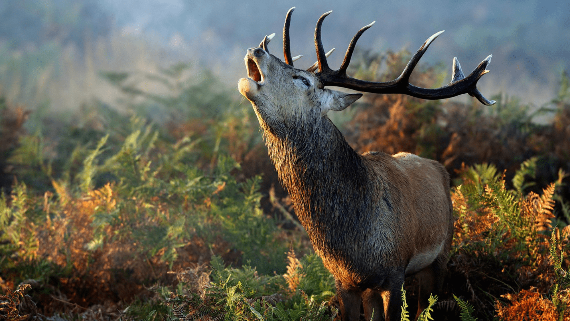 Les plus beaux fonds d'écran pour chaque saison - Canva