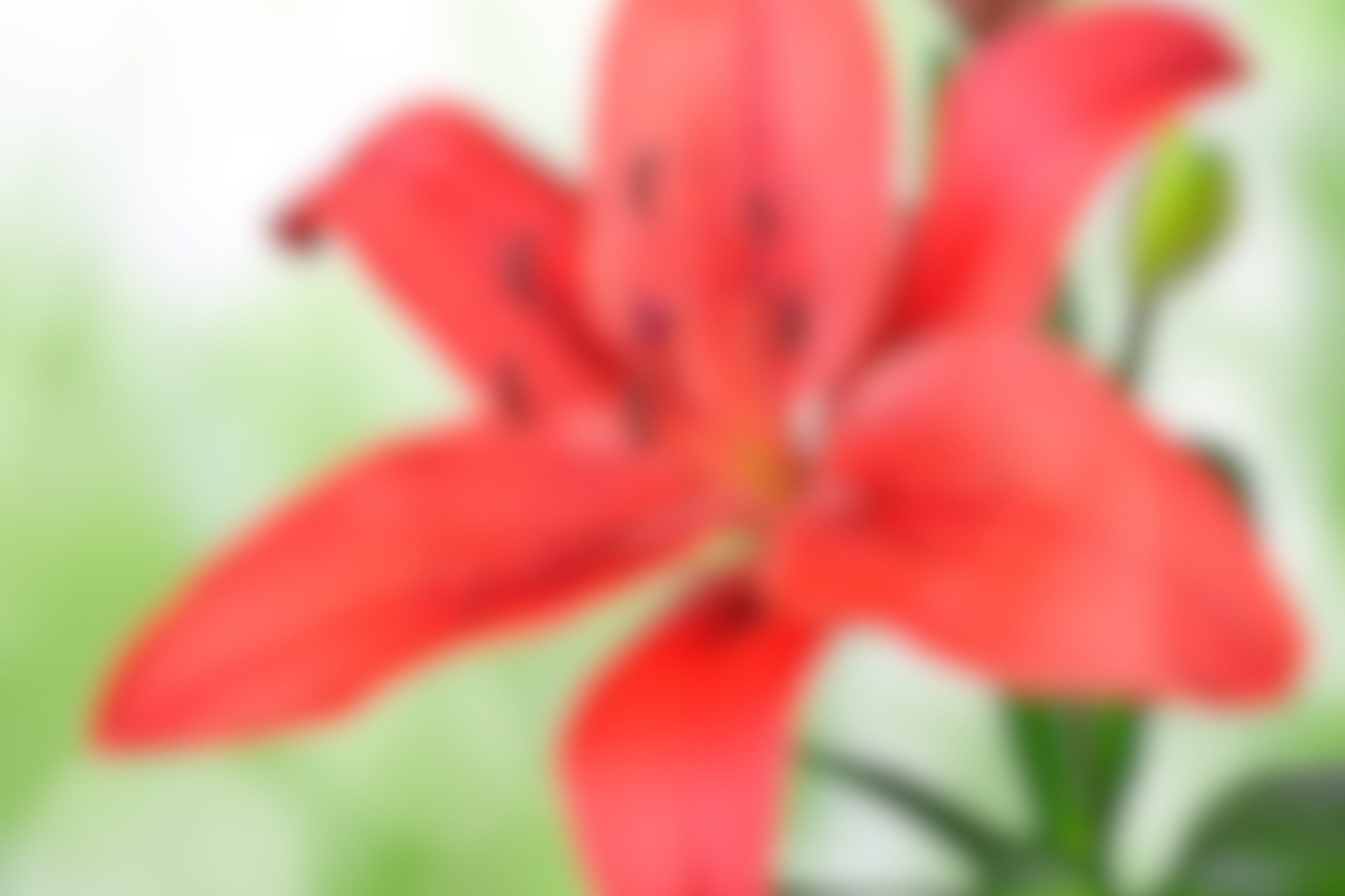 Blur Photos Online: Easily Blur Images with Canva