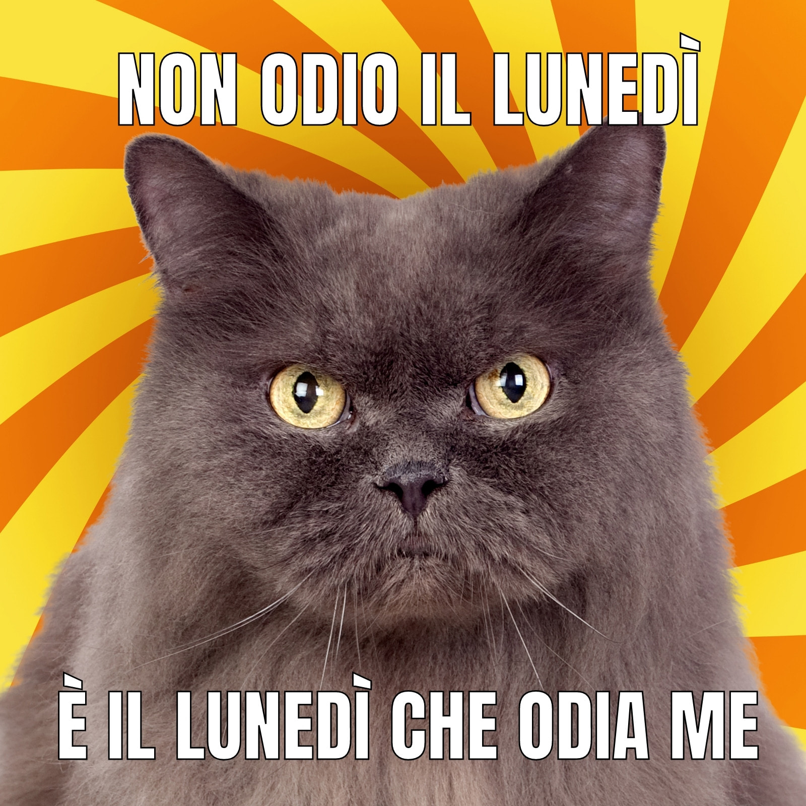 Crea meme divertenti e immagini virali online gratis | Canva