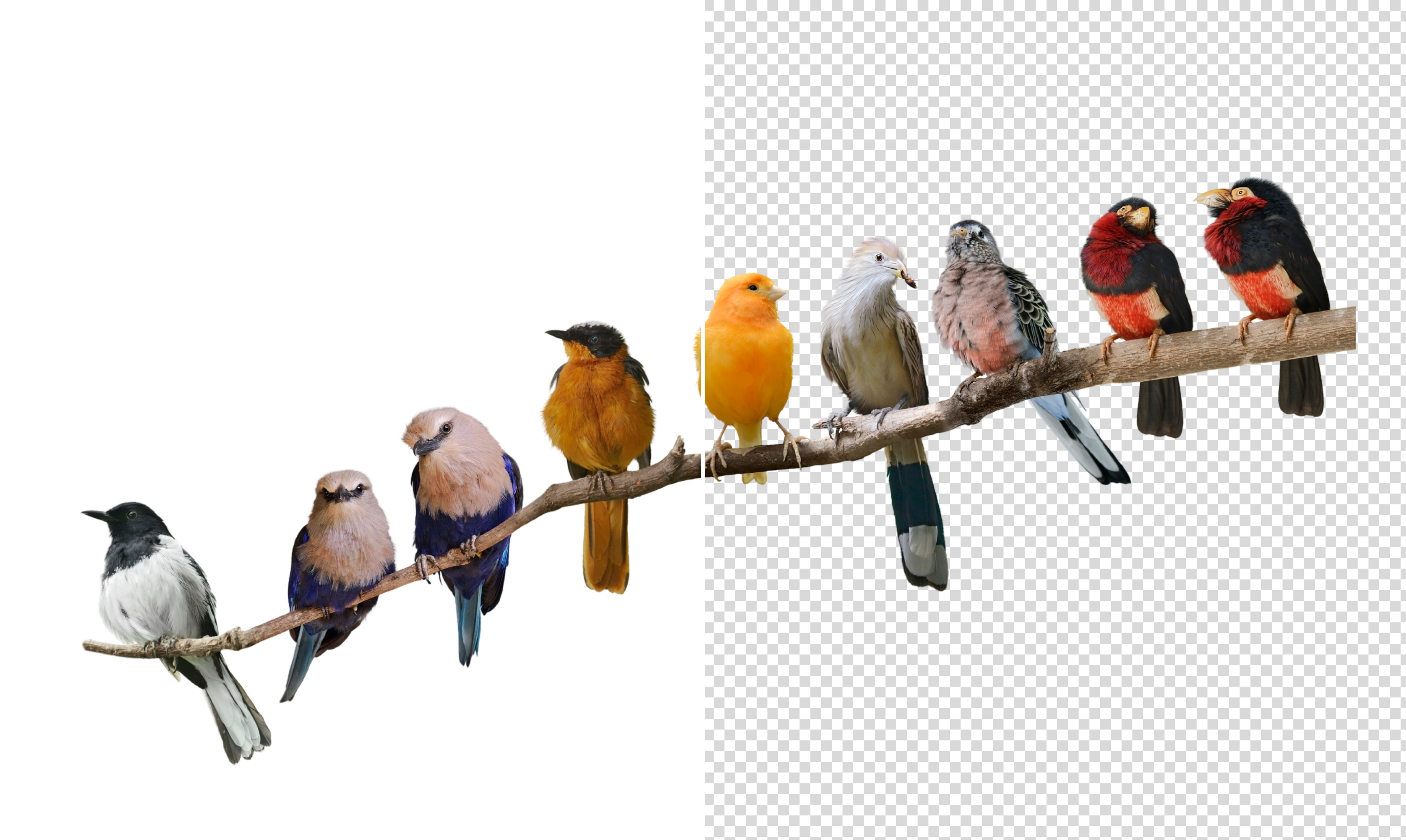 Enlever le fond blanc d’une image | Canva