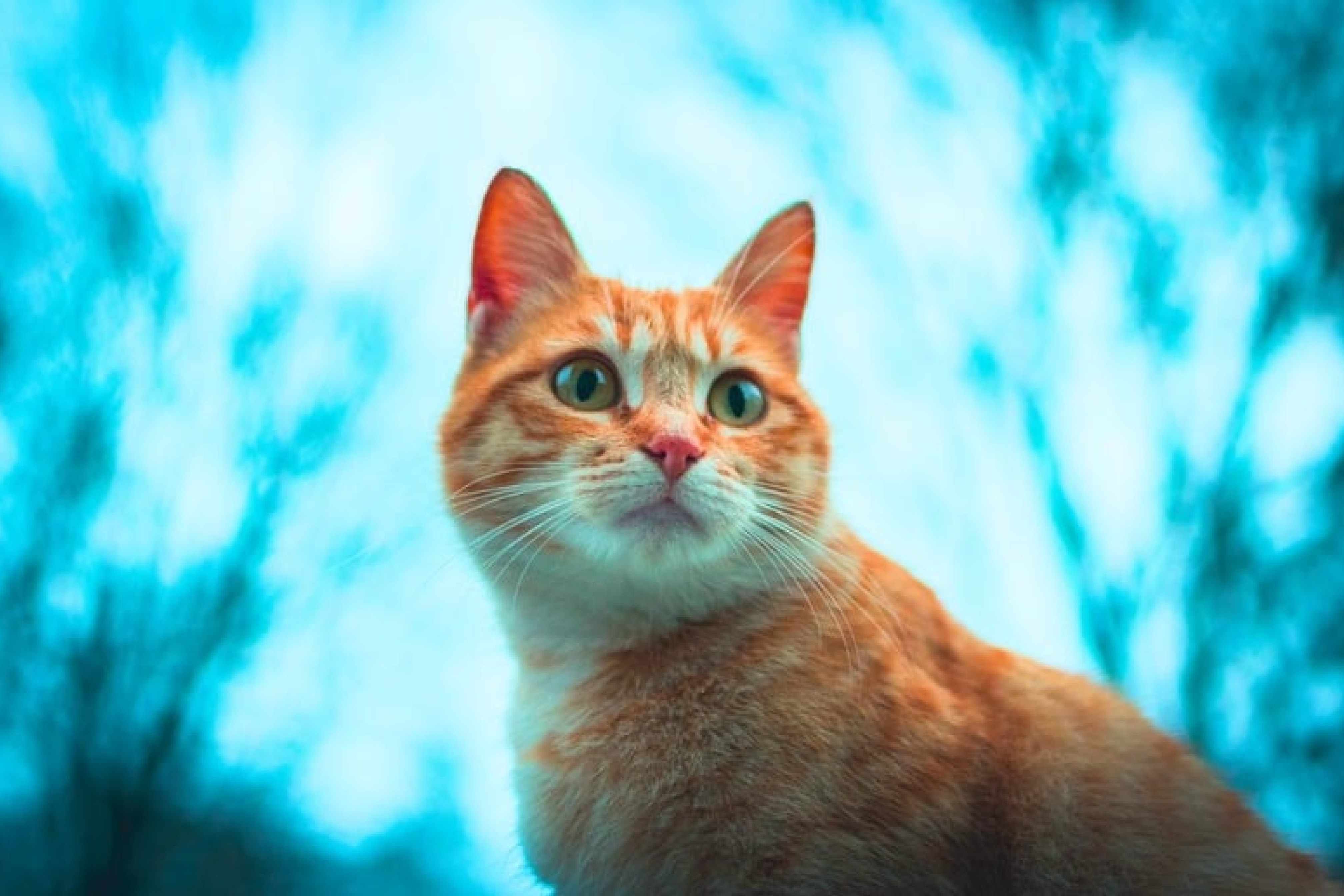 เปลี่ยนรูปเป็นอนิเมะออนไลน์ฟรี | Canva