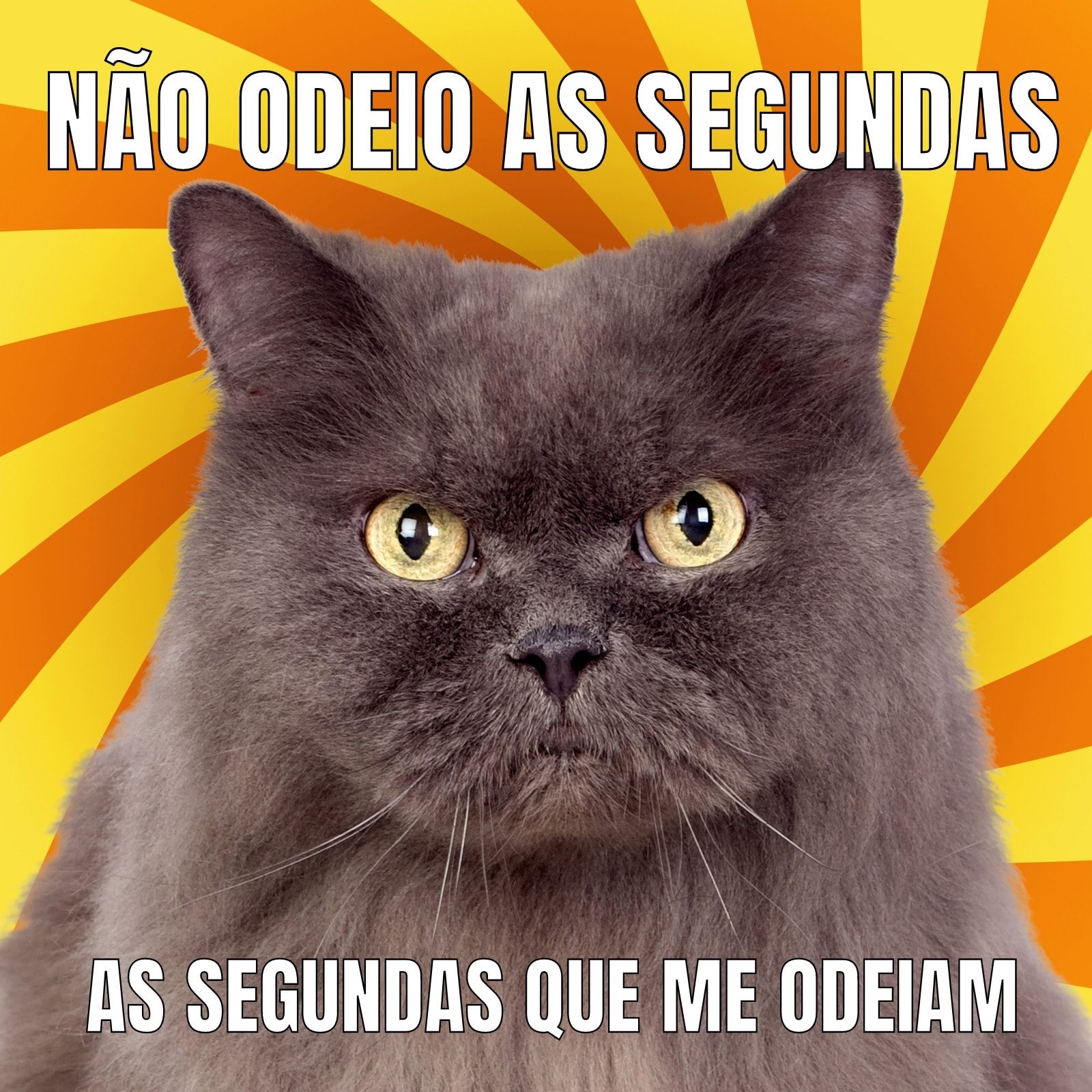 Os Melhores Memes De Gatos Melhor Nem Ver Gato Humor Meme Carnaval