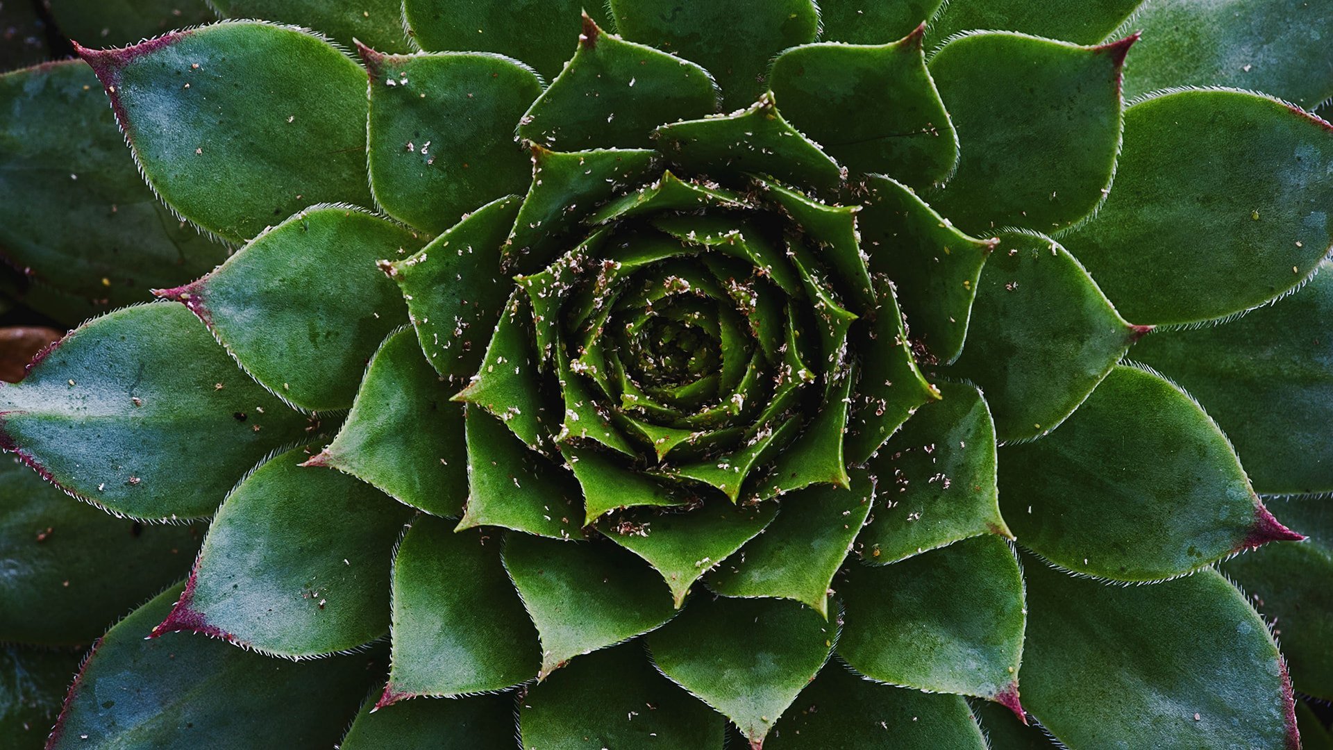 Visual Symmetry VISIONS Premiere: Post Hardcore Newcomer Symmetry