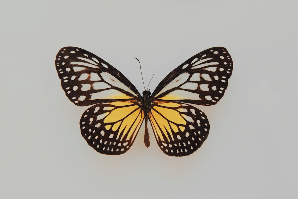 The principle of symmetry in graphic design
