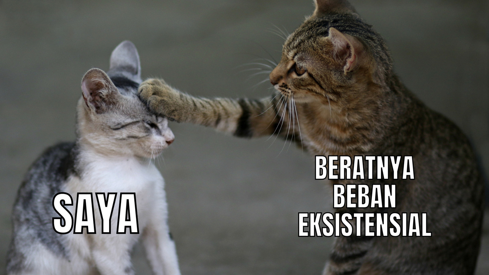 Editan Untuk Membuat Memes Meme Generator Membuat Meme Aplikasi Di