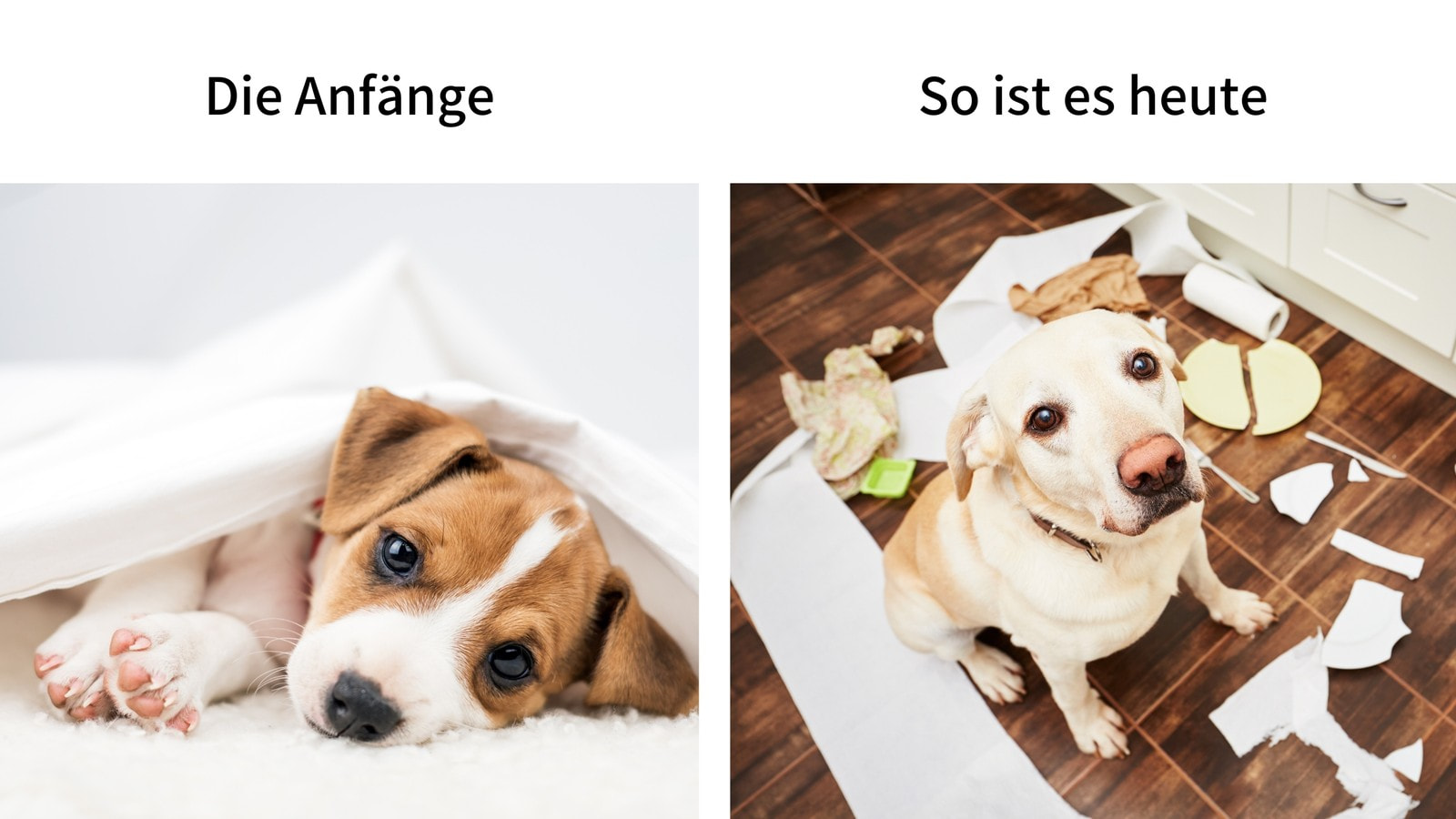 Lustige Memes