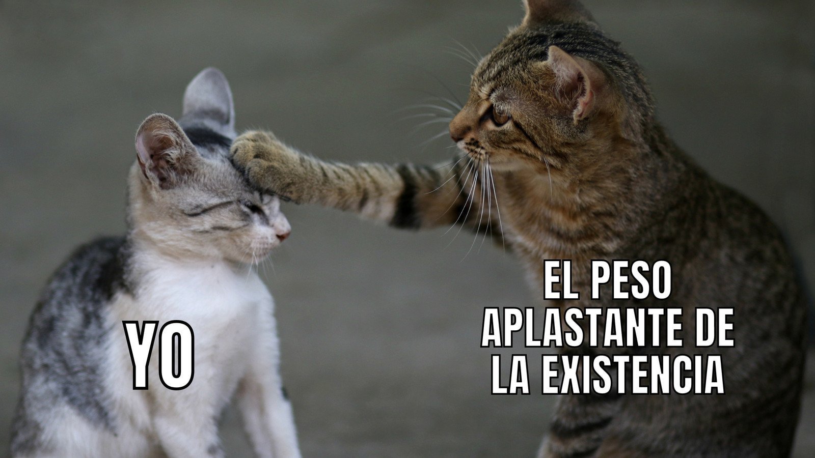 Programa Para Escribir Memes