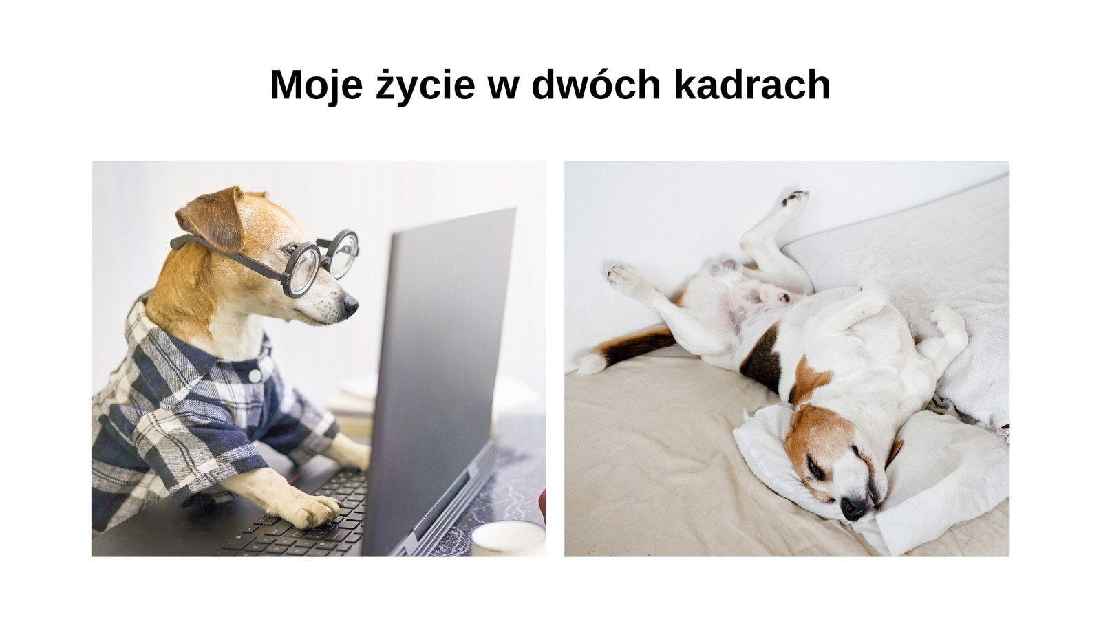 Generator memów online - Stwórz śmiesznego mema ze zdjęć i tekstu | Canva