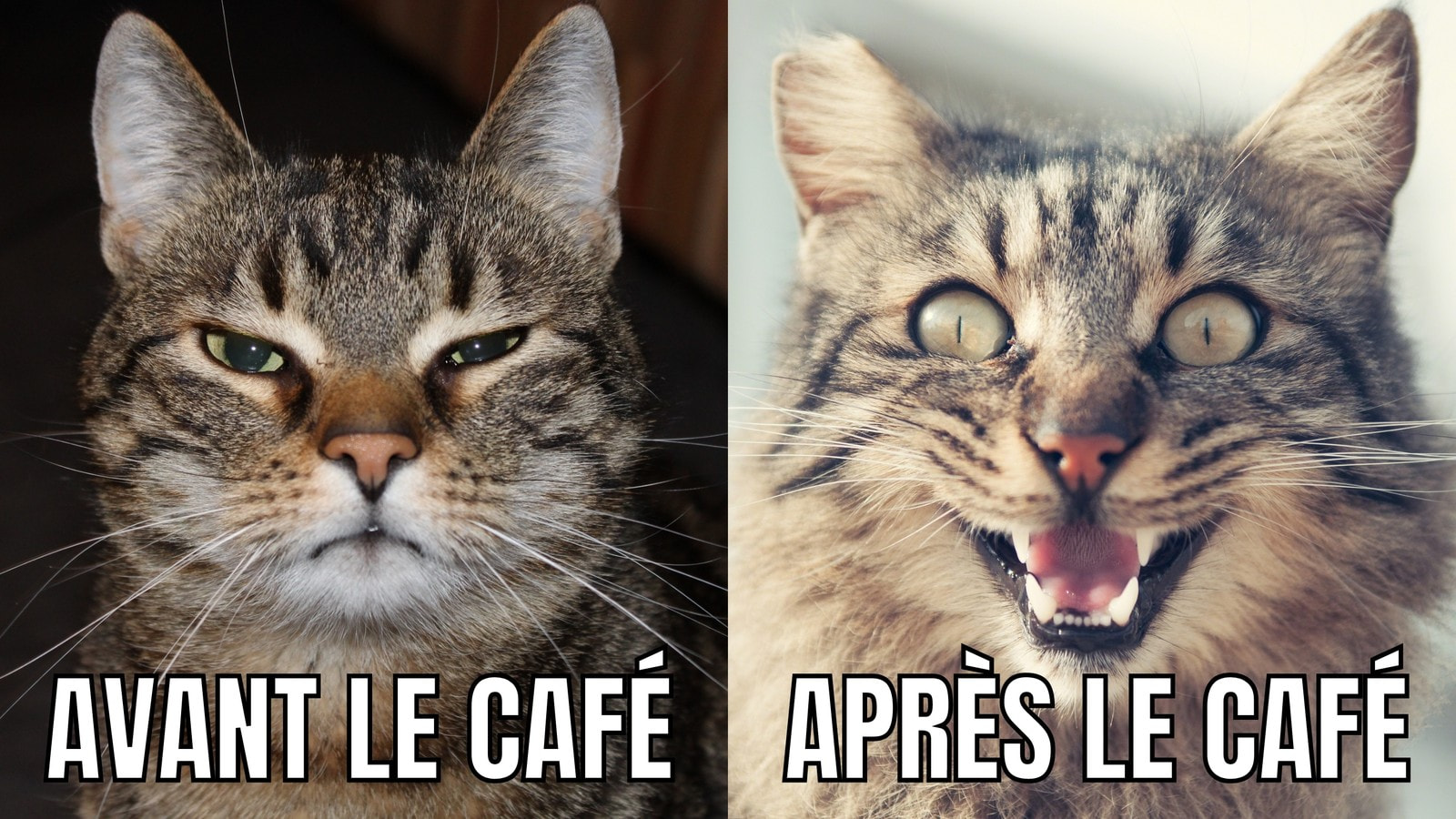 Je Ne Suis Même Pas Fou Modèle De Mème