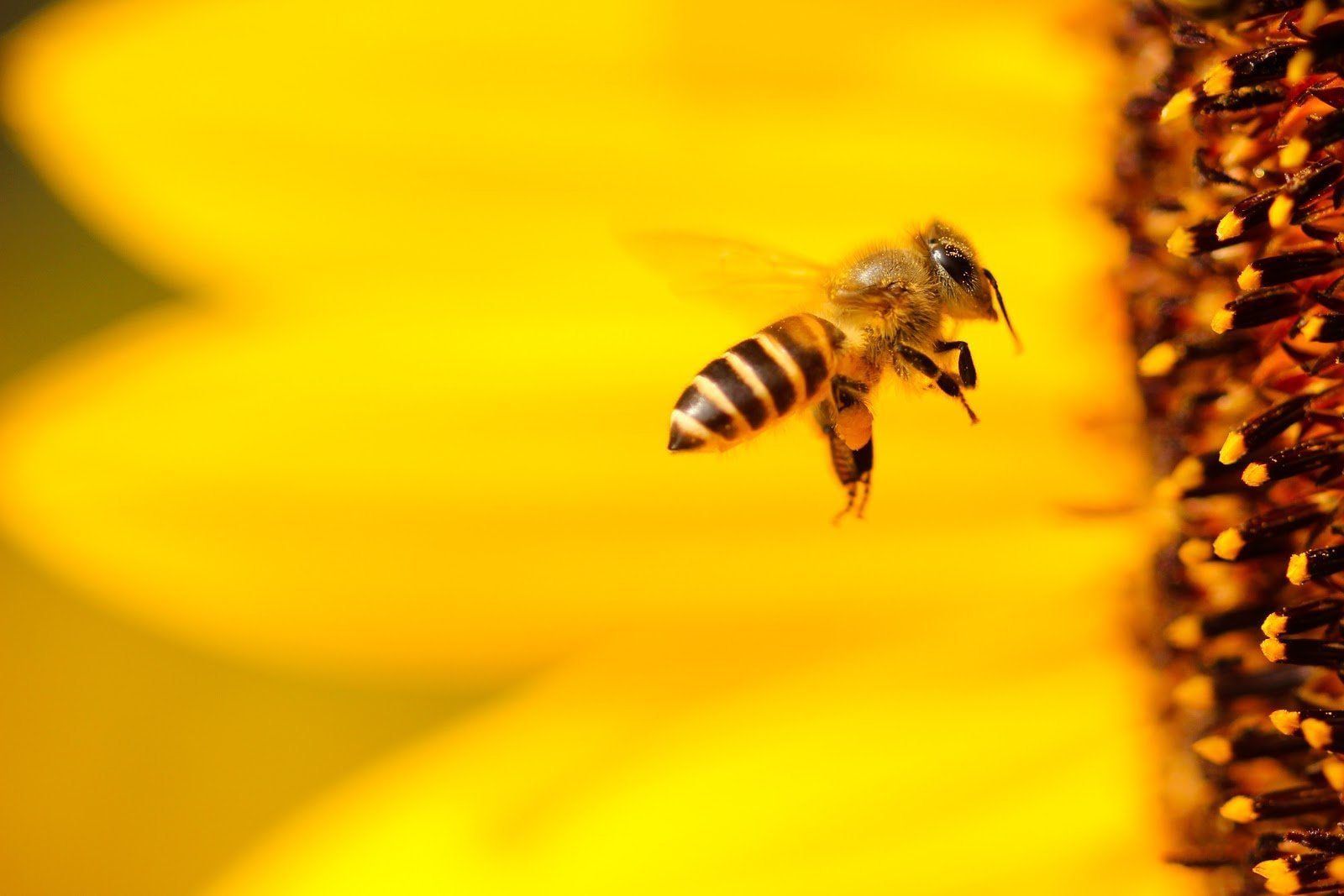 8 Tips for Macro Photography Beginners