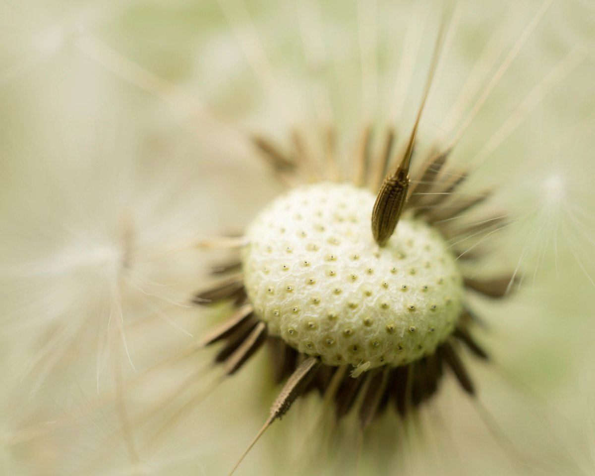 8 Tips for Macro Photography Beginners