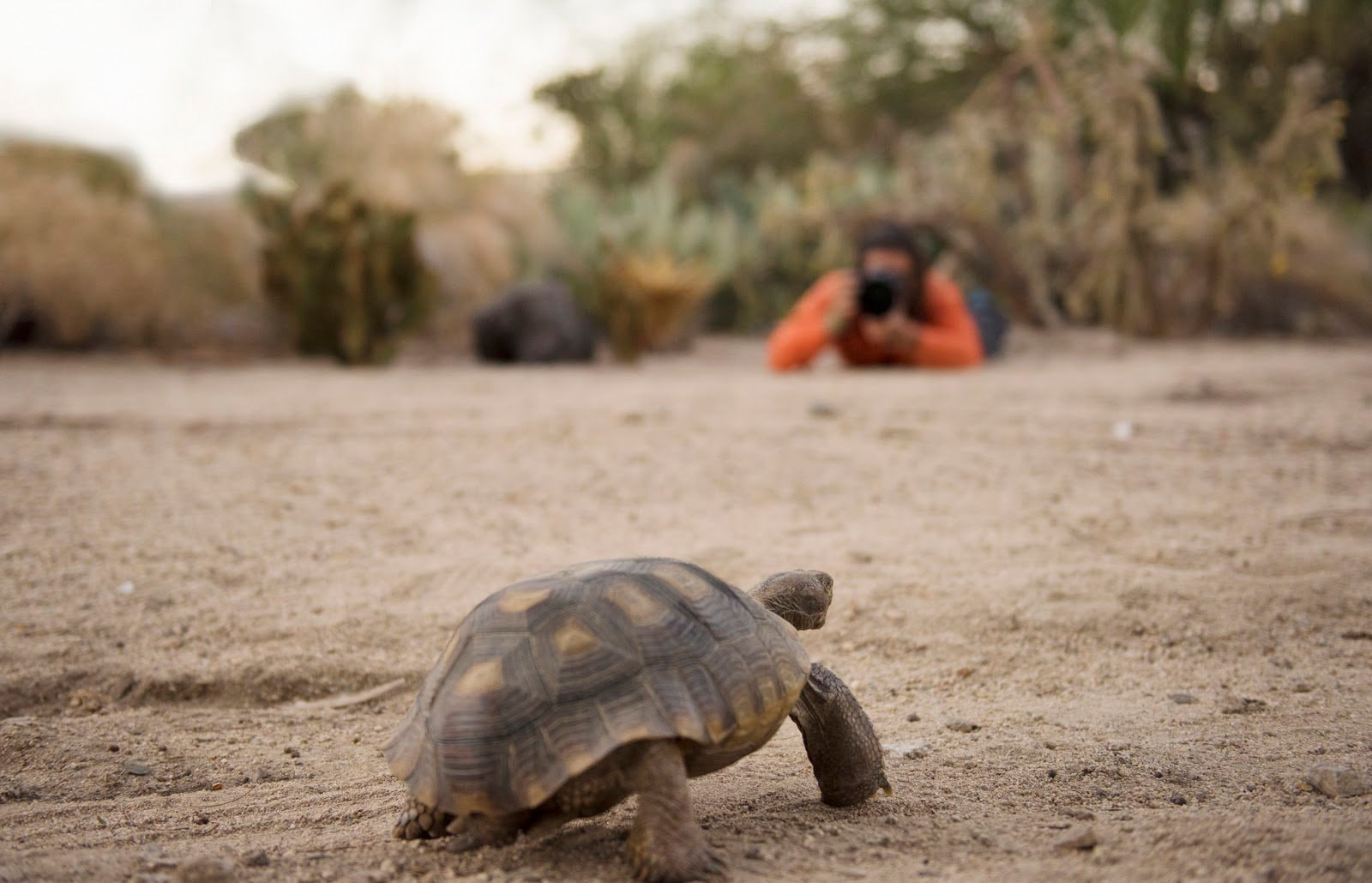 Hunting with a camera: 12 tips to take your wildlife photography to the ...