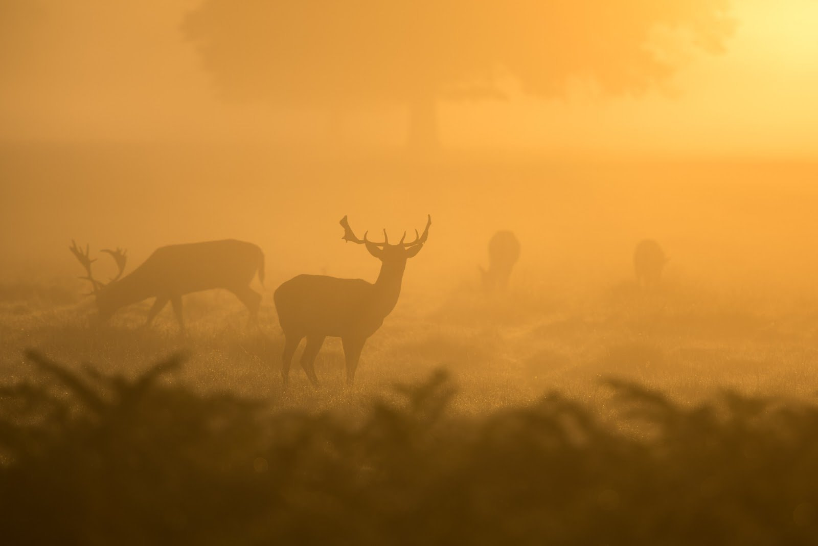 Hunting with a camera: 12 tips to take your wildlife photography to the ...