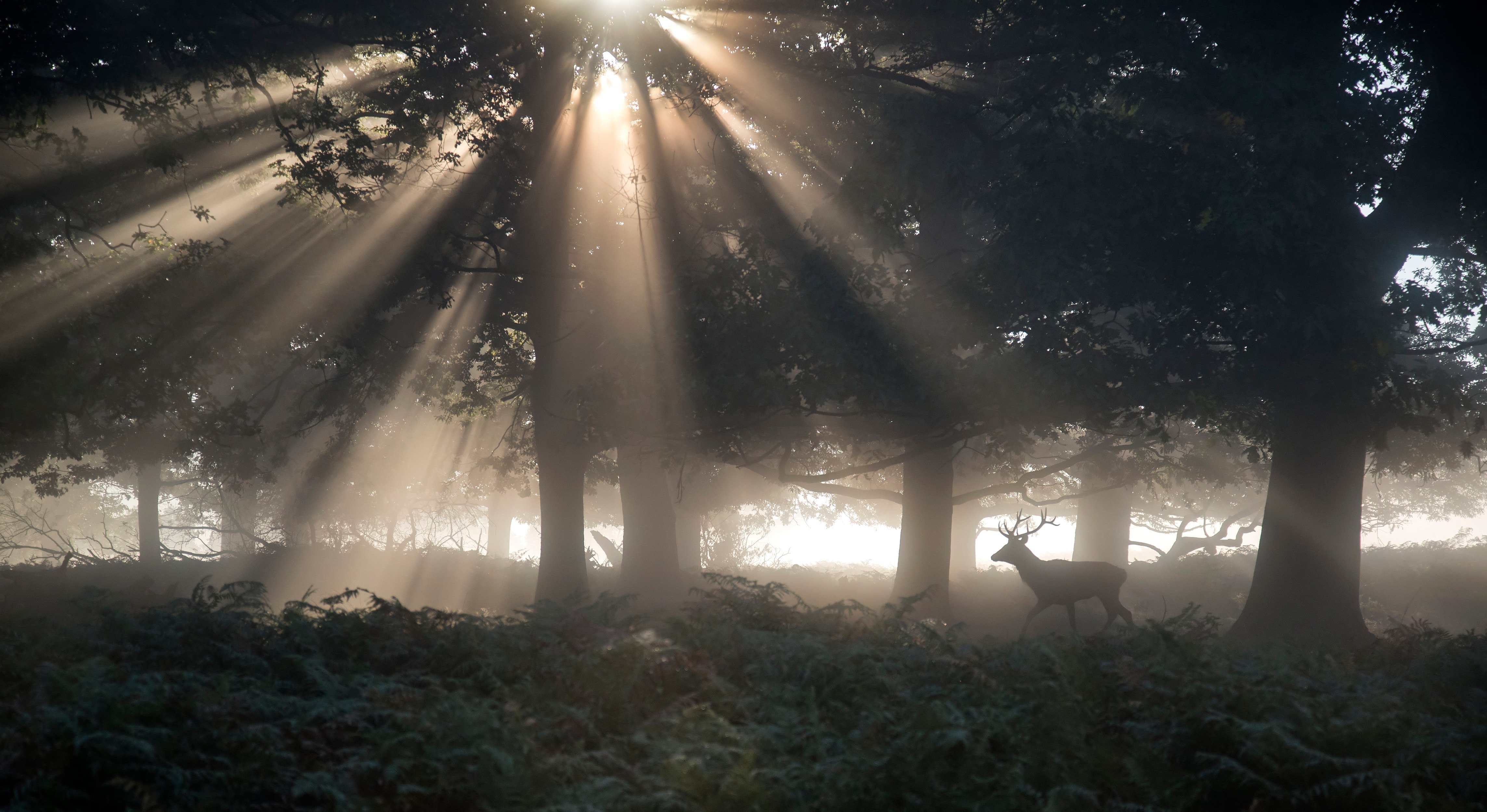 Contributor Conversations: Wildlife photographer Matthew Gibson on ...