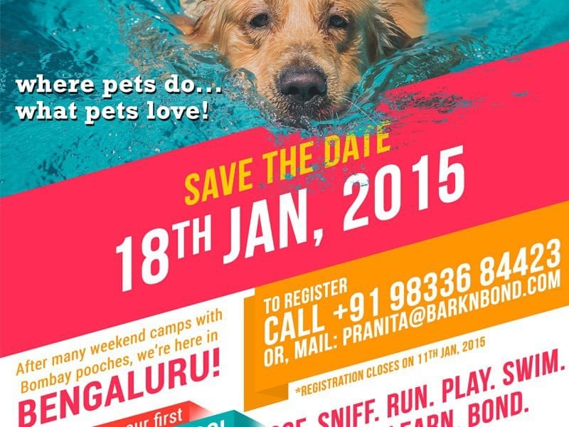 50 cool flyer design ideas to inspire you | Canva