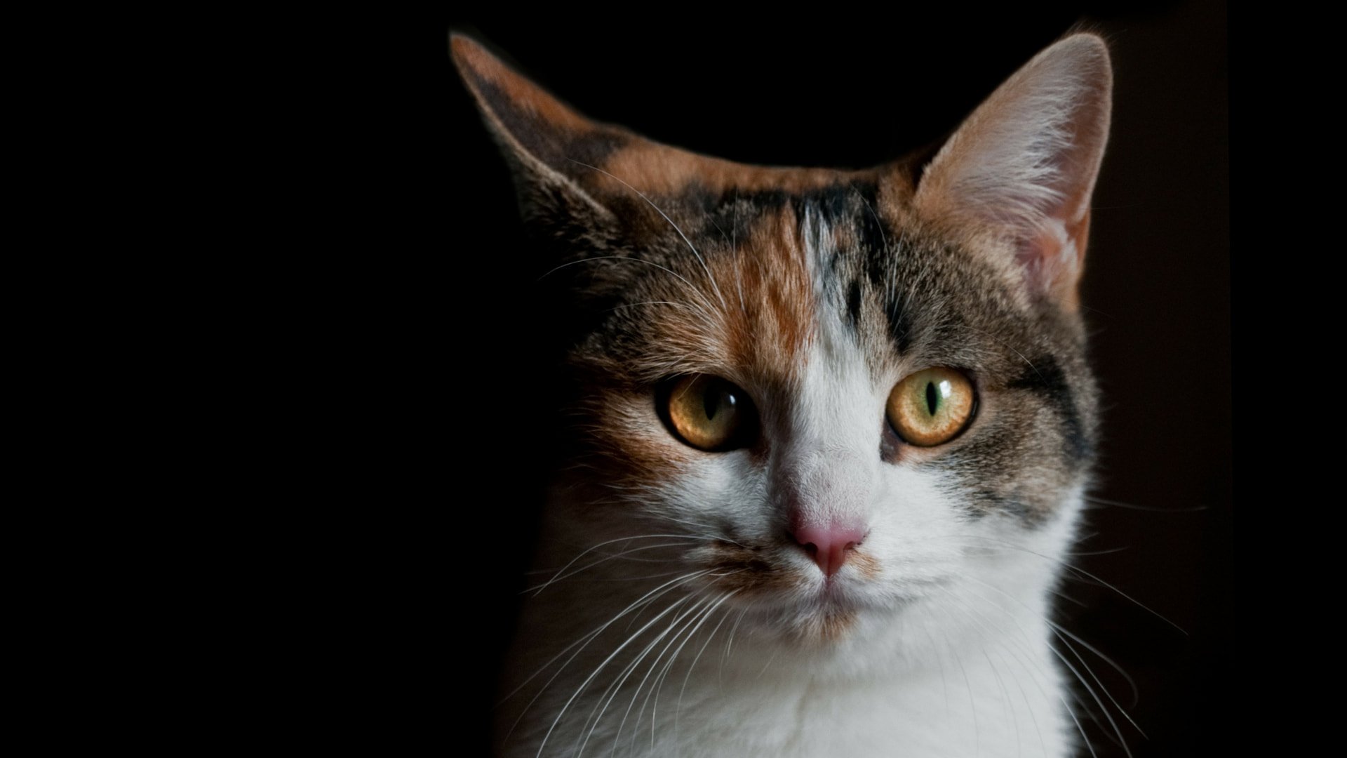 Domina el arte del claroscuro o clave baja