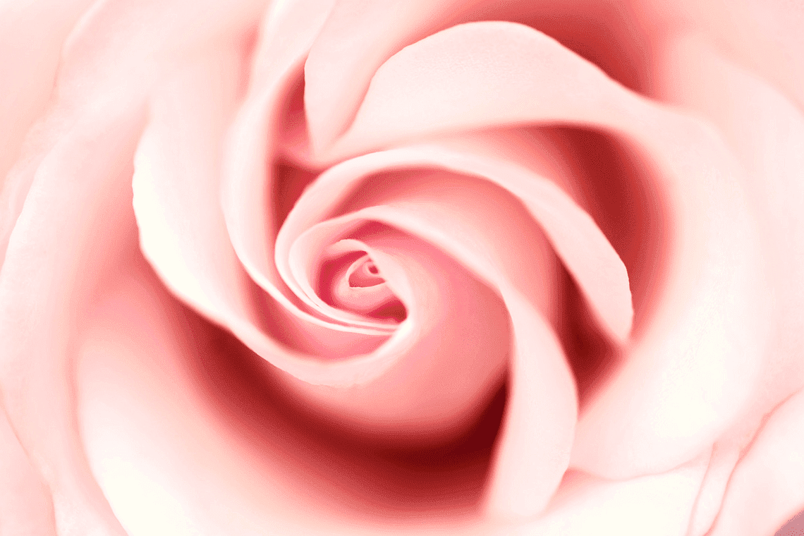 Color Combination Touch of Rose - Canva's Design Wiki