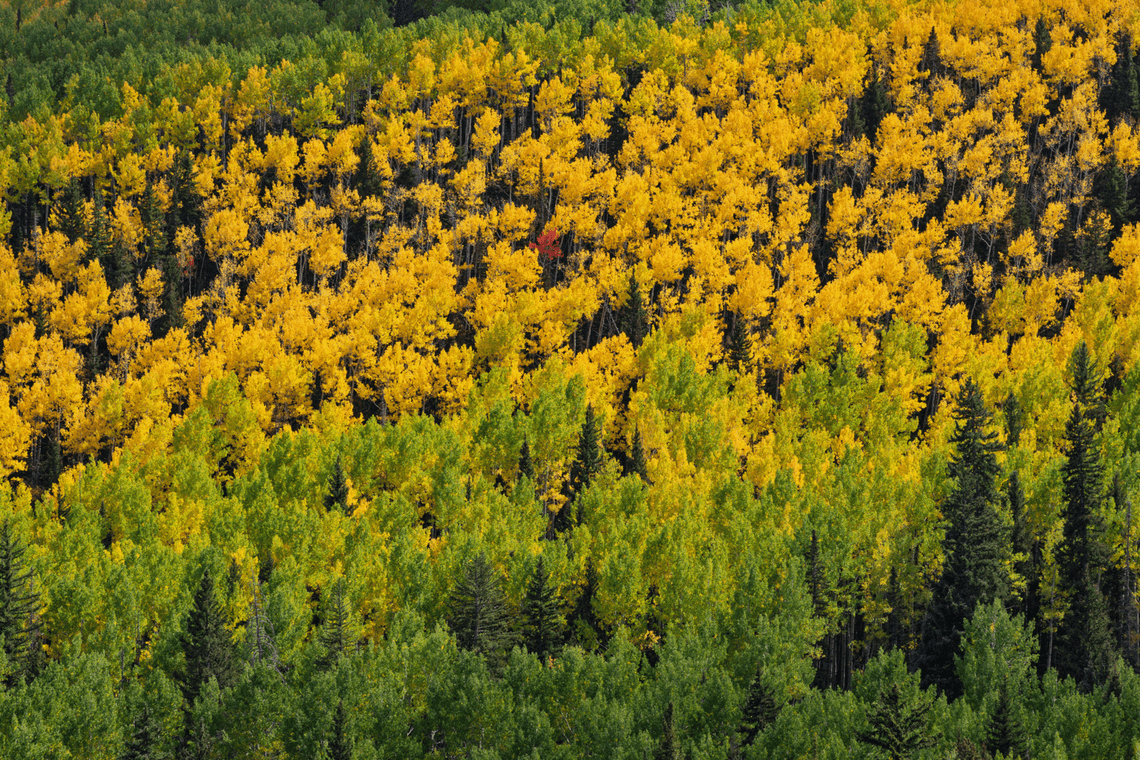 Color Combination Verdant Sunshine - Canva's Design Wiki