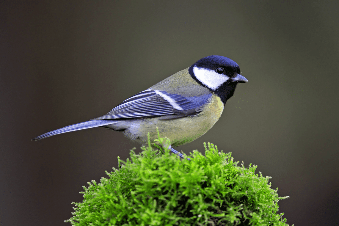 Color Combination Bird's Eye View - Canva's Design Wiki