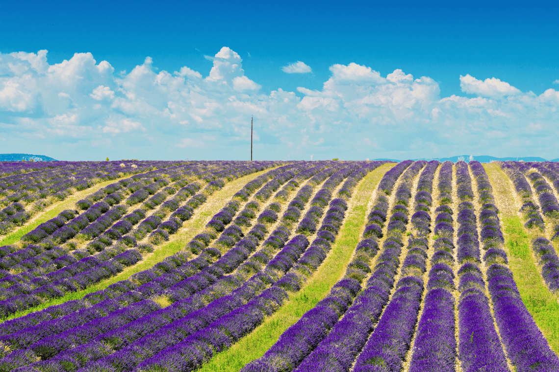 Color Combination Field of Dreams - Canva's Design Wiki