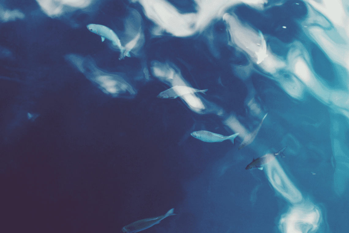 Color Combination School of Fish - Canva's Design Wiki