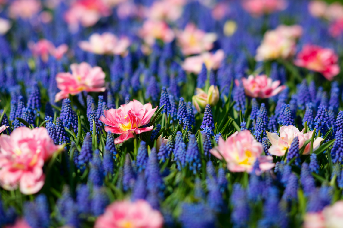 Color Combination Young Spring Bud - Canva's Design Wiki