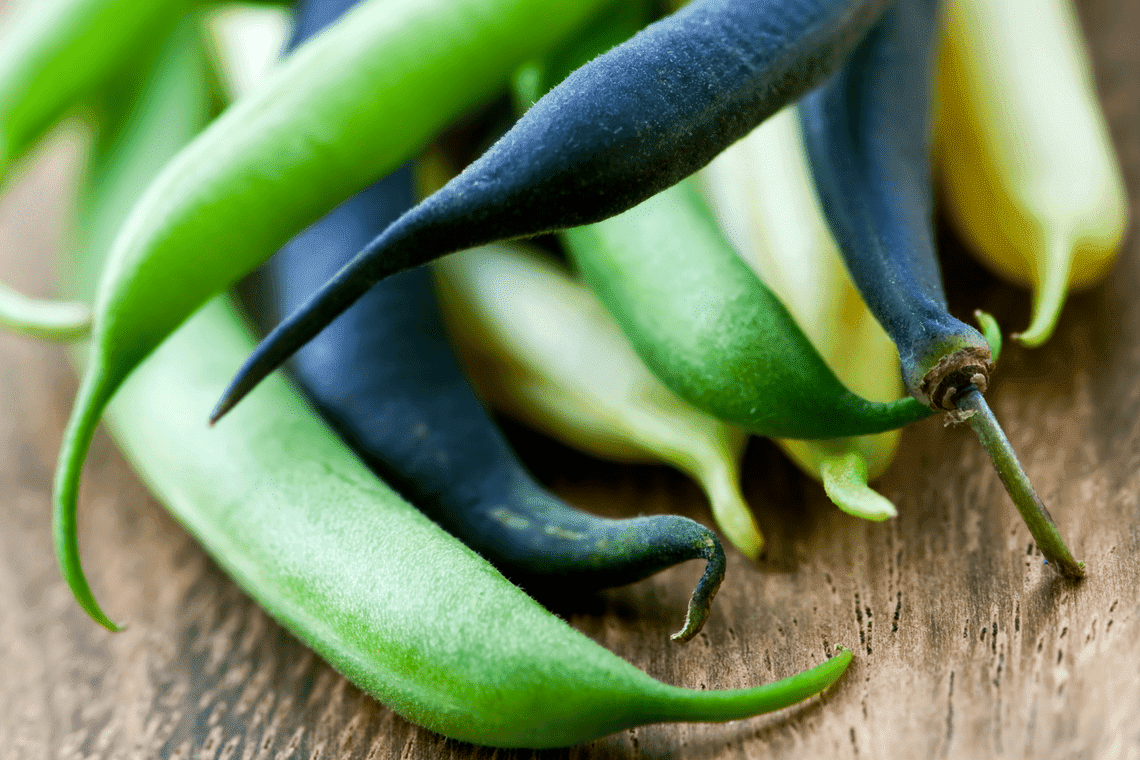 Color Combination Unpeeled Beans - Canva's Design Wiki