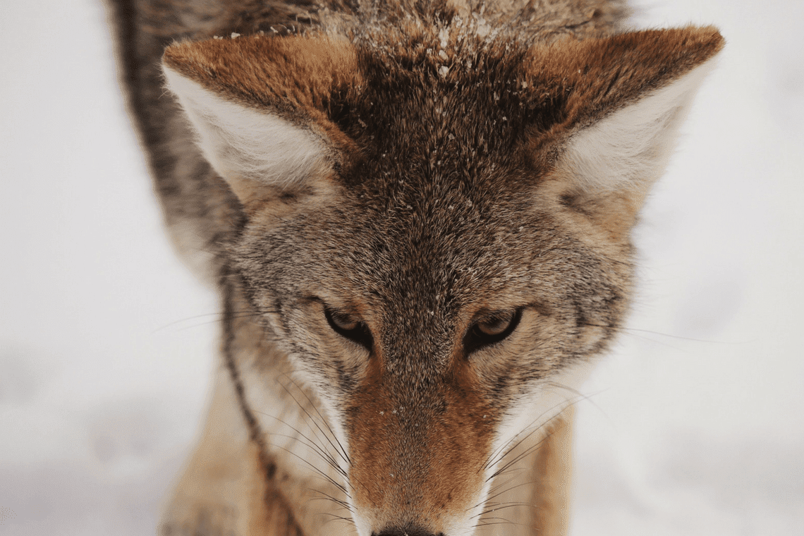 Color Combination Fox Eyes - Canva's Design Wiki