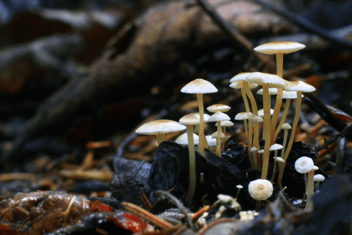 Color Combination Growing Toadstools - Canva's Design Wiki