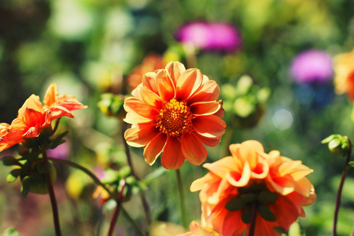 Color Combination Stand Out - Canva's Design Wiki