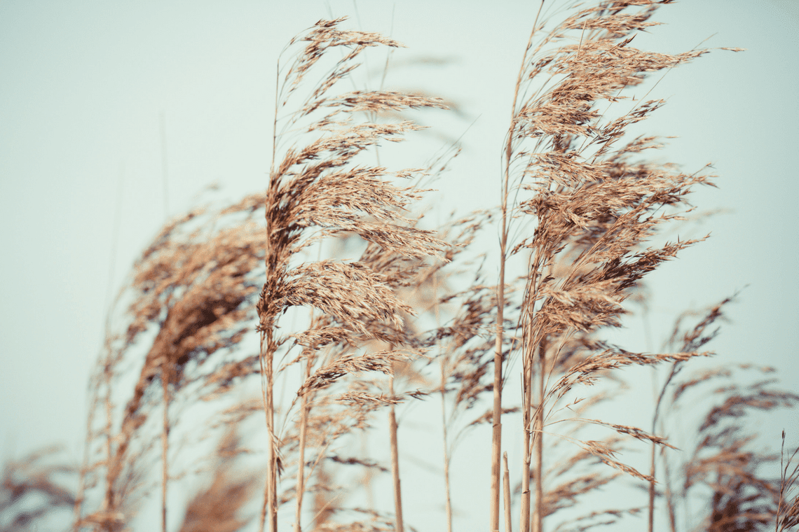 Color Combination Windy Day - Canva's Design Wiki