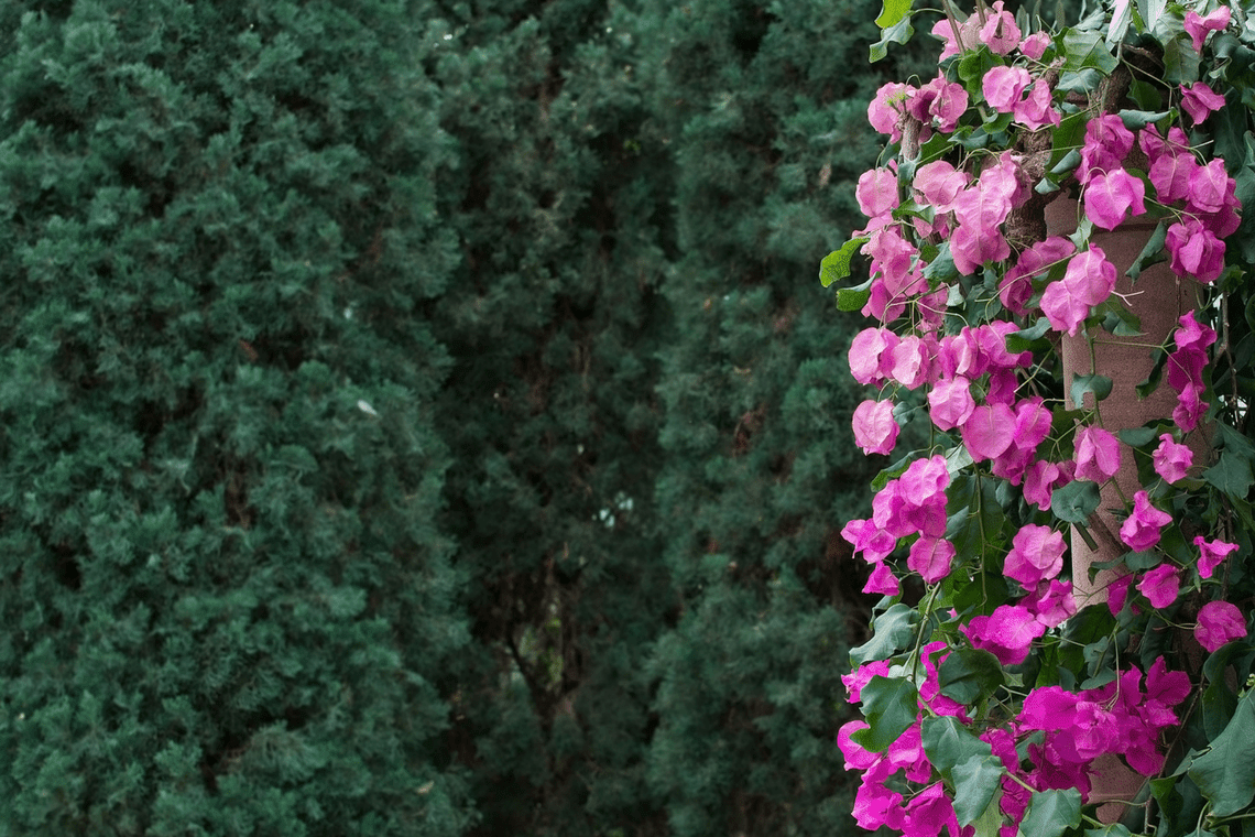 Color Combination Garden Wall Vine - Canva's Design Wiki